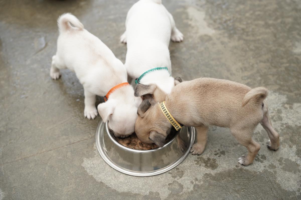 15 hunde med mider og sår fjernet | Dyrenes Beskyttelse